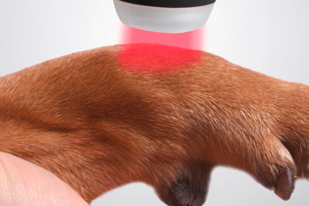 Diergeneeskundige laser | Vet X
